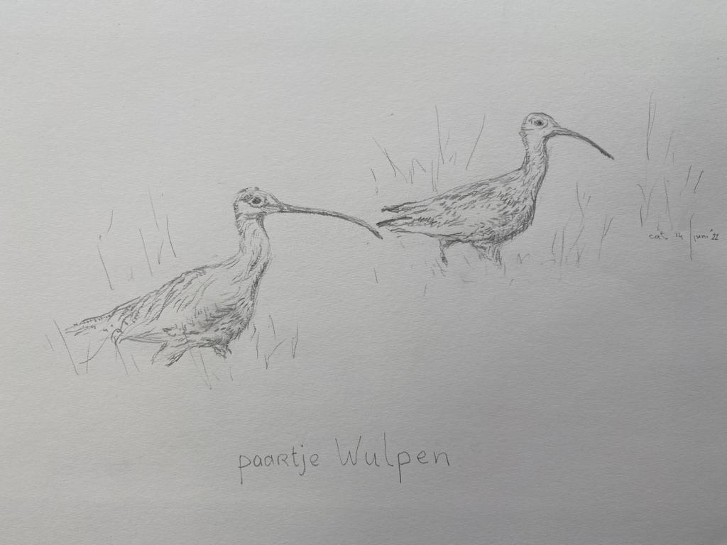 De wulpen van Breehees