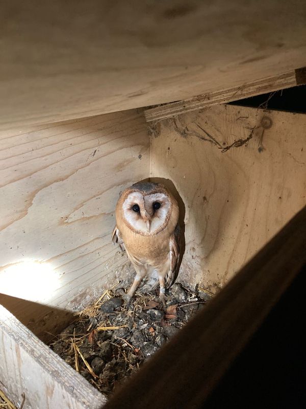 Geslaagd traject met de drie kerkuil-weesjes